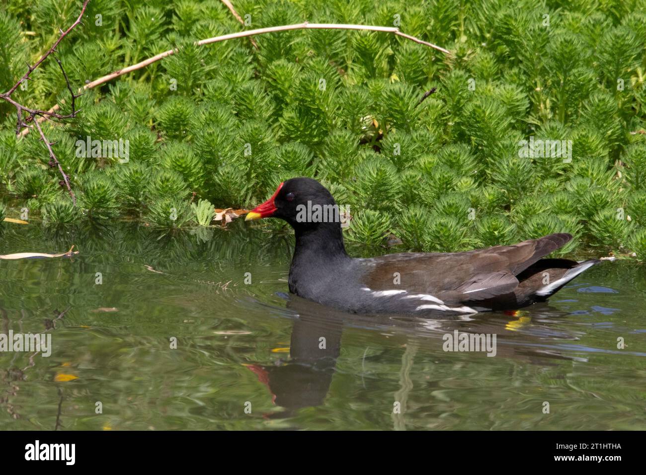 Profile of moorhen hi-res stock photography and images - Alamy