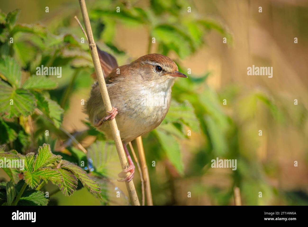 Closeup of a Cetti's warbler, cettia cetti, bird singing and perched in ...