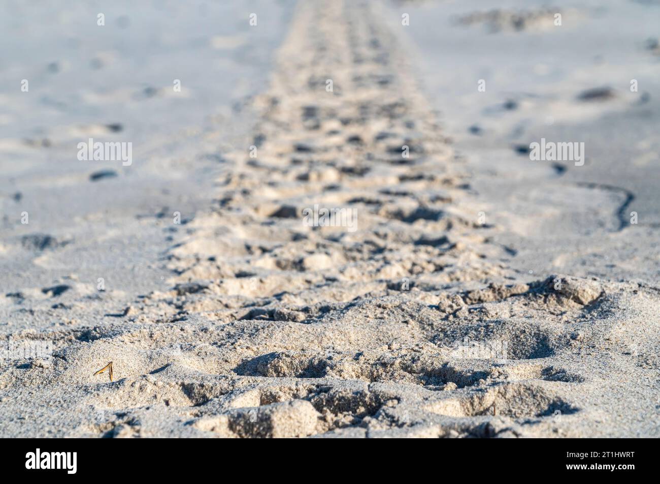 car tire marks on the sand on an autumn sunny day close up Stock Photo ...