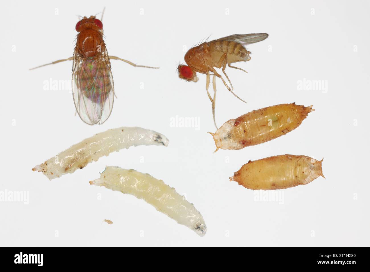 Vinegar fly, fruit fly (Drosophila melanogaster). All life stages: egg ...
