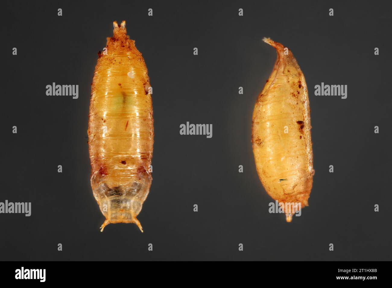 Vinegar fly, fruit fly (Drosophila melanogaster). Pupa in various shots ...