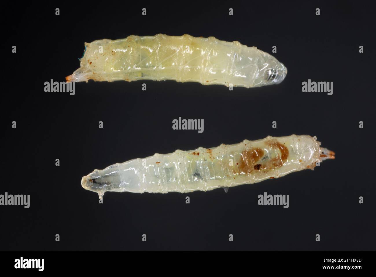 Vinegar fly, fruit fly (Drosophila melanogaster). Larvae in various ...