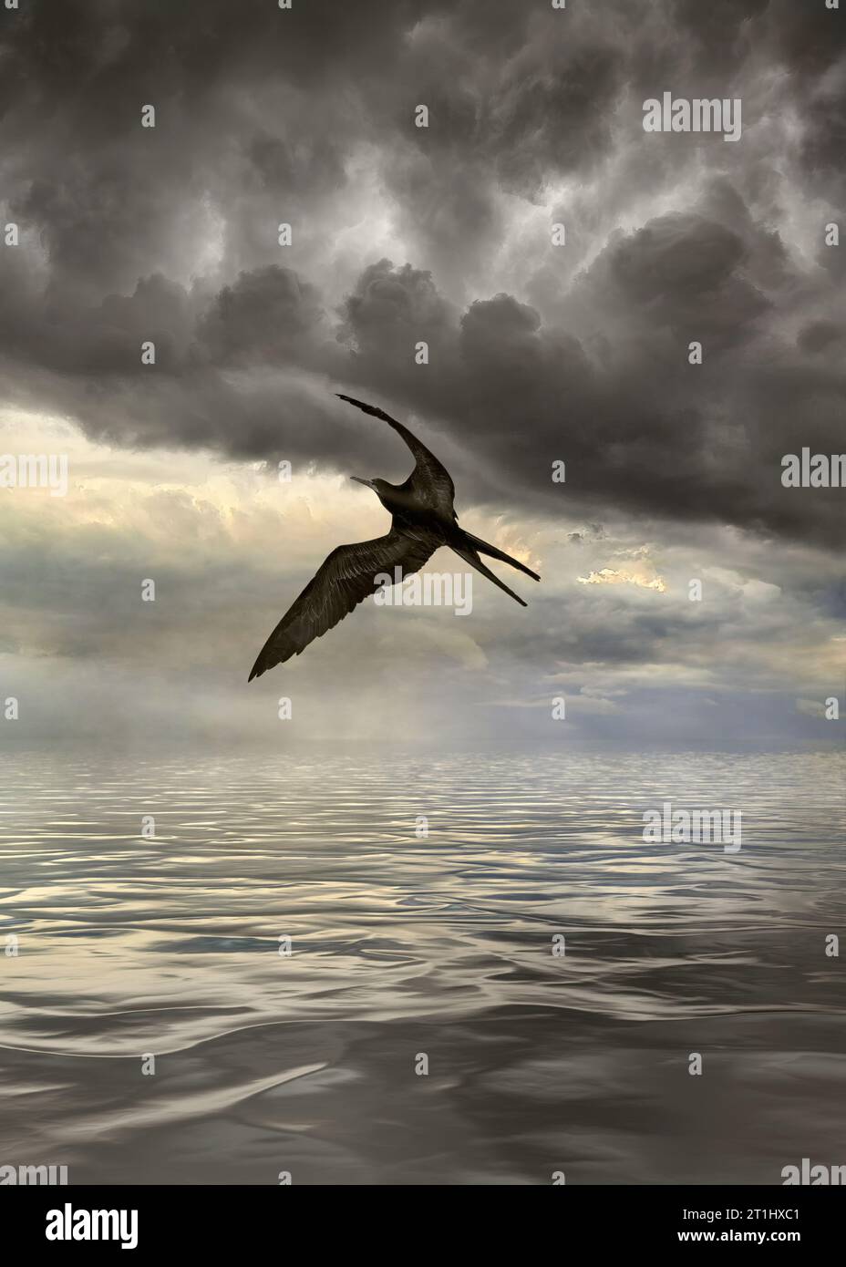Silhouette of frigate bird in flight above the ocean and stormy sky ...