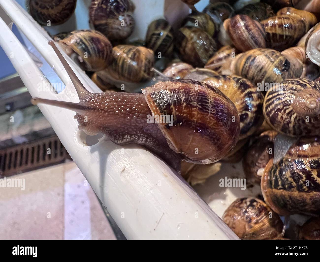 Typical snails hi-res stock photography and images - Alamy