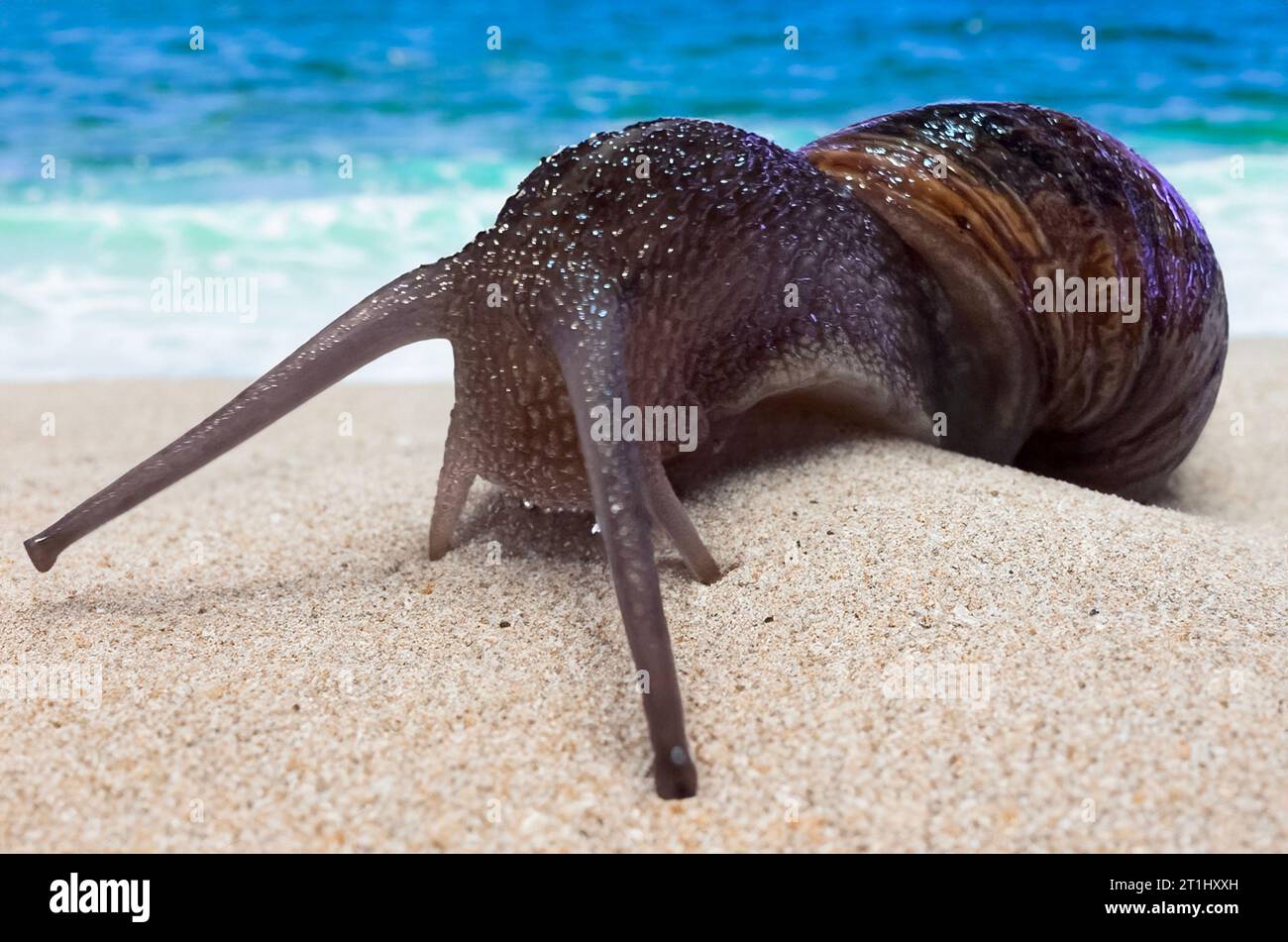 Snail, gastropod mollusk with a spiral shel Stock Photo - Alamy