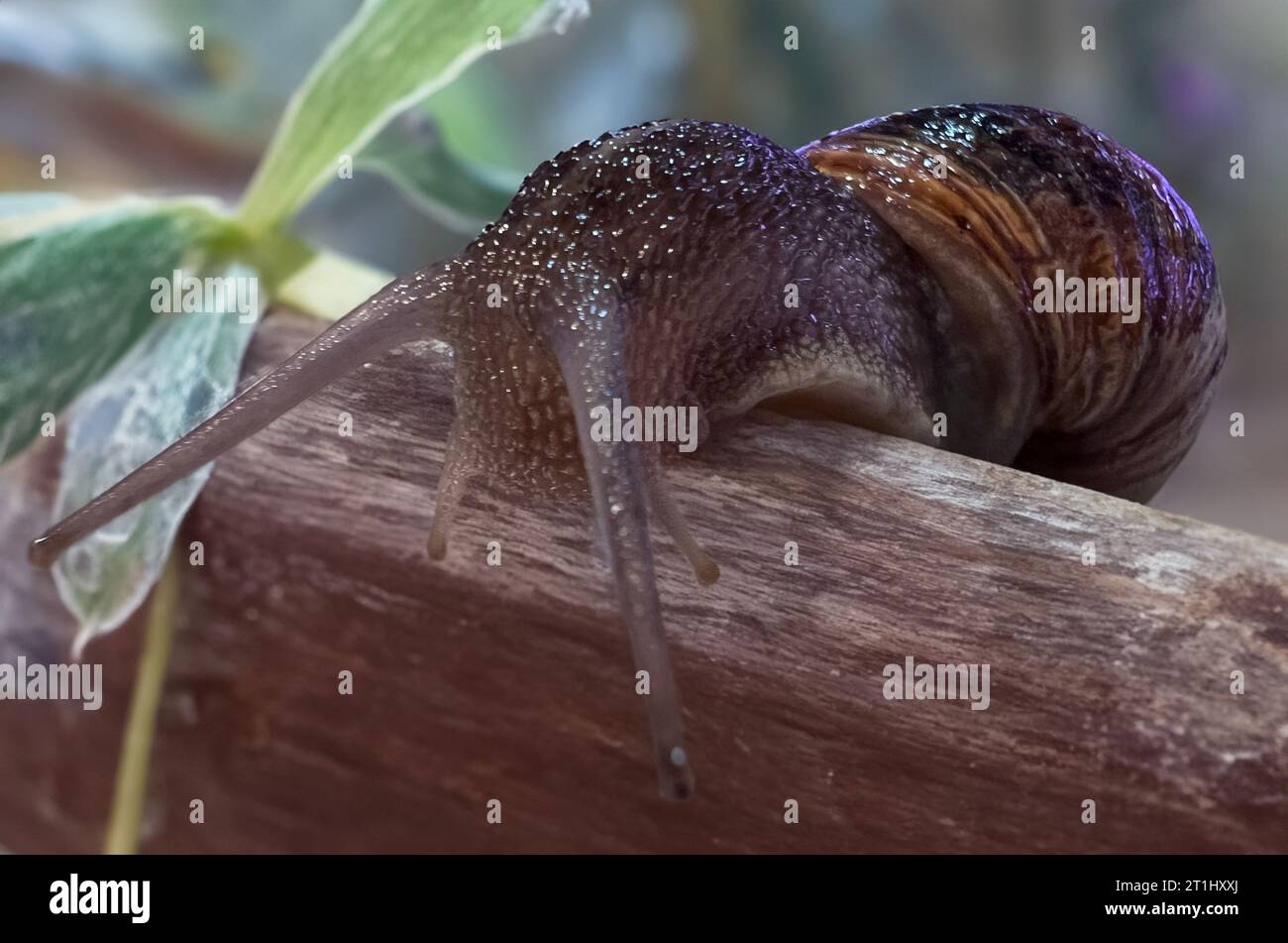 Snail, gastropod mollusk with a spiral shel Stock Photo - Alamy