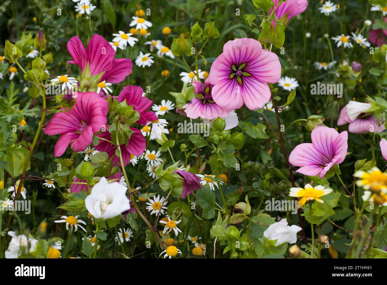 MALVA TRIMESTRIS flowers in a field of meadow flowers Stock Photo - Alamy