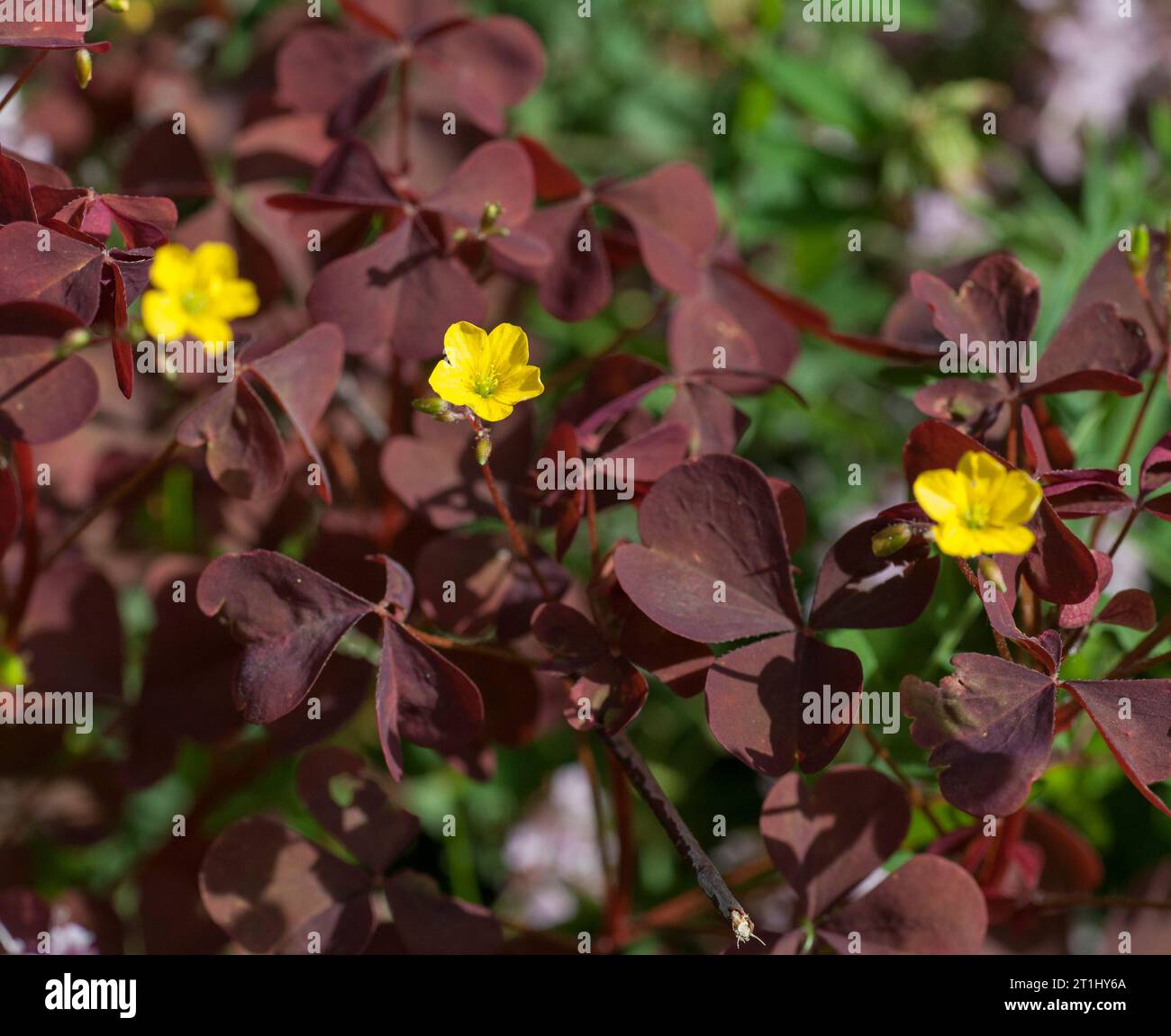 YELLOW OXALIS creping wood-sorrel Stock Photo - Alamy