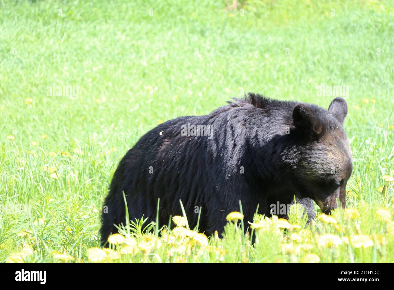 Curious black bear cub standing in tall grass, Waterton National Park ...