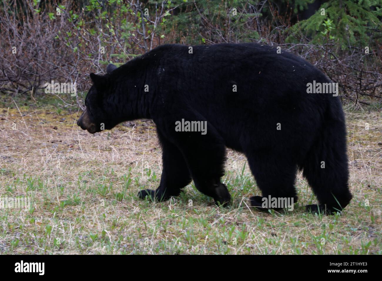 Black Bear (Ursus americanus) near Whirlpool Point, Kootenay Plains ...