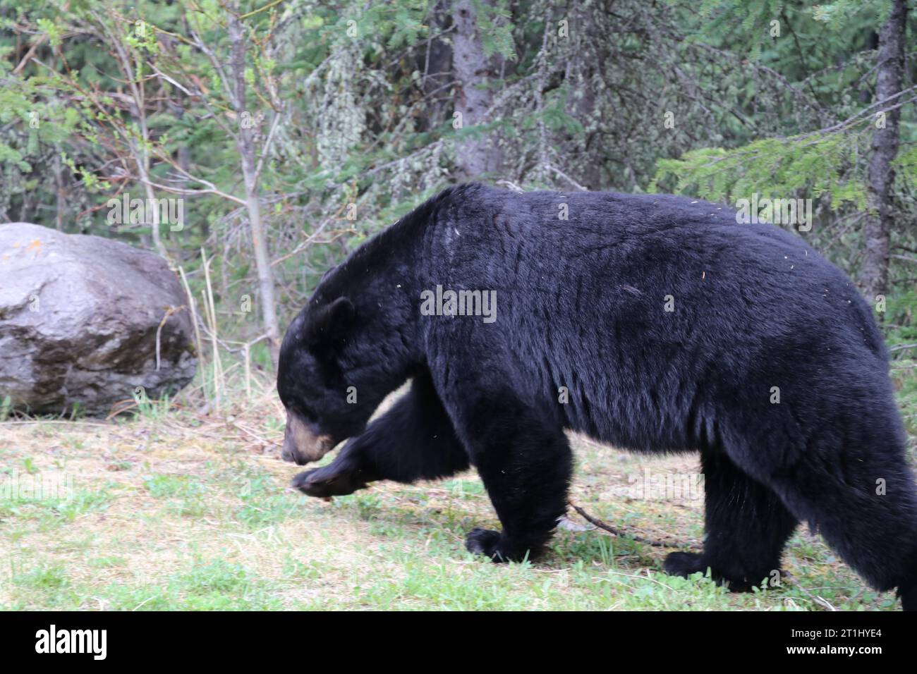 Black Bear (Ursus americanus) near Whirlpool Point, Kootenay Plains ...
