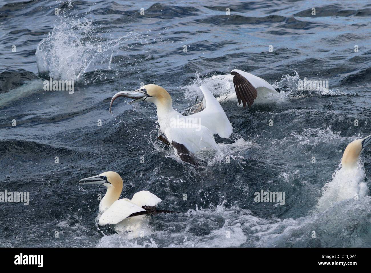 Gannet feeding frenzy hi-res stock photography and images - Alamy