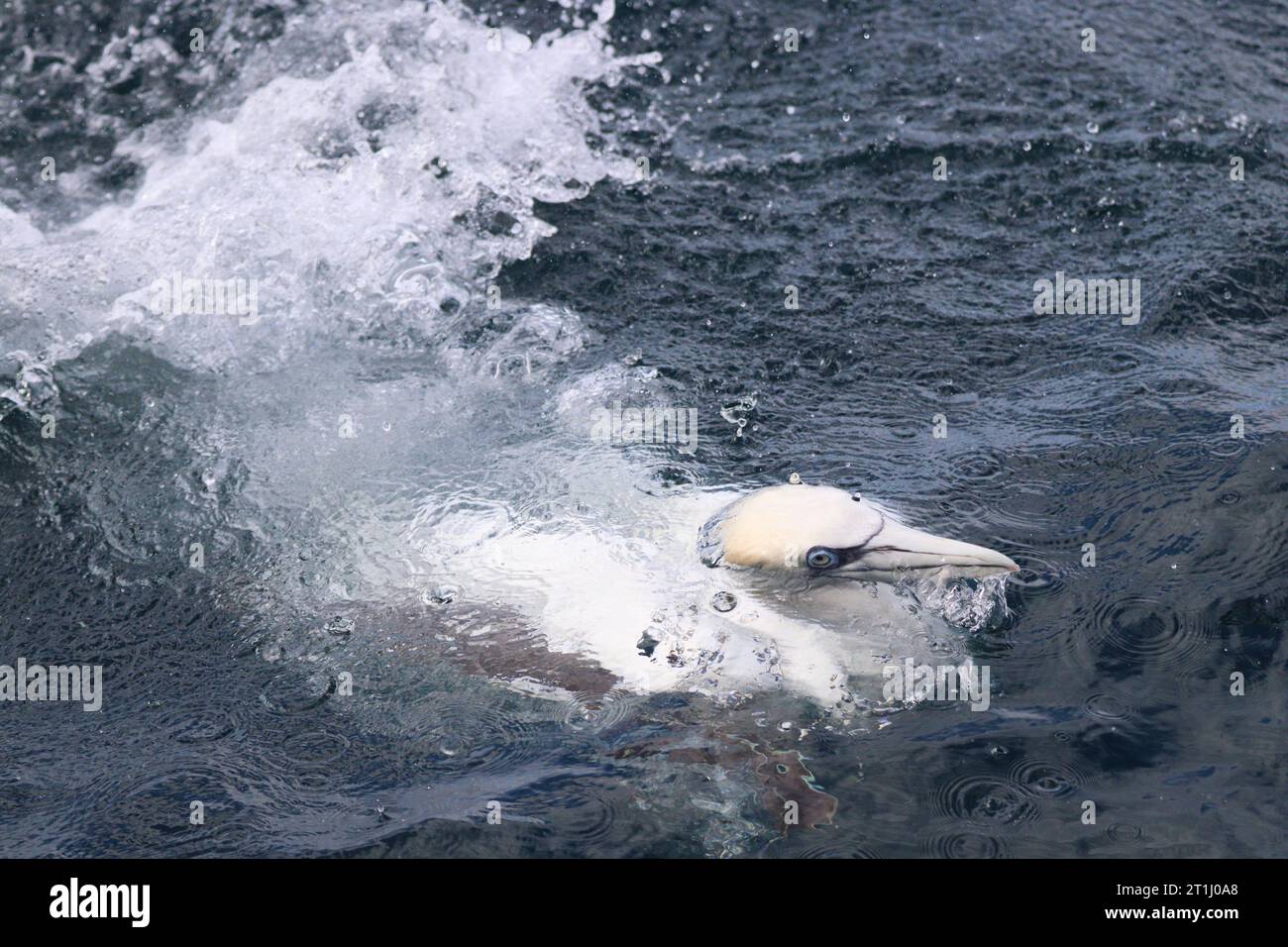Gannet feeding frenzy hi-res stock photography and images - Alamy