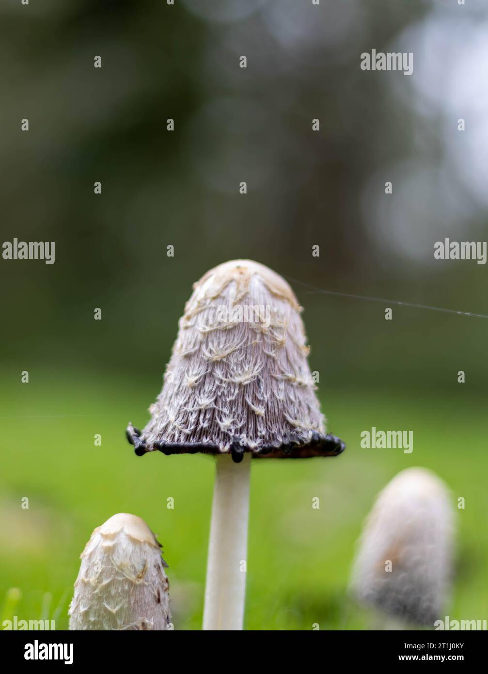 Coprinus comatus, known as the shaggy ink cap Stock Photo - Alamy