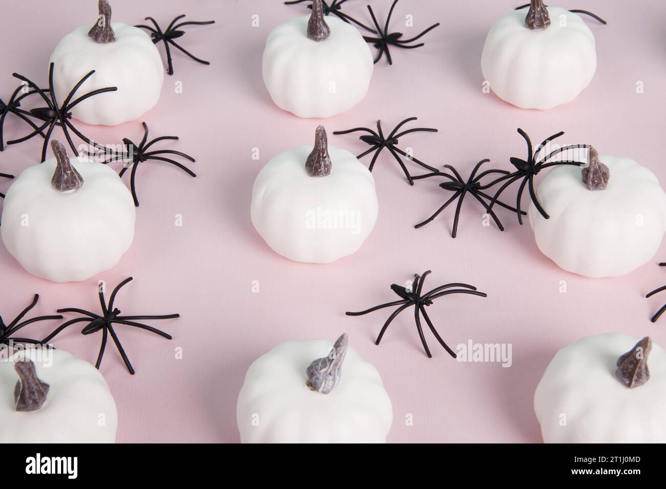 white mini pumpkins aligned symmetrically in rows and columns in the ... white mini pumpkins aligned symmetrically in rows and columns in the ...