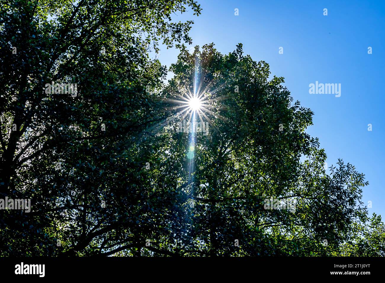 Flares through tree hi-res stock photography and images - Alamy