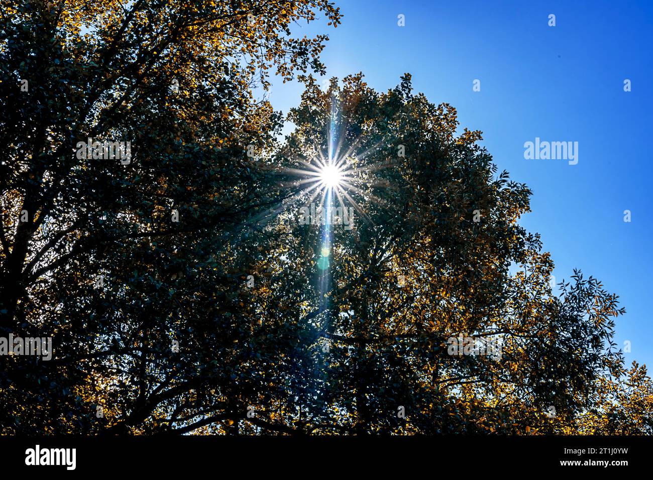 Flares through tree hi-res stock photography and images - Alamy