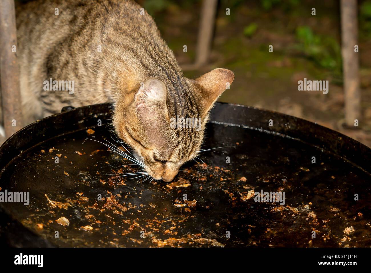 Big eyed grey cat hi-res stock photography and images - Alamy