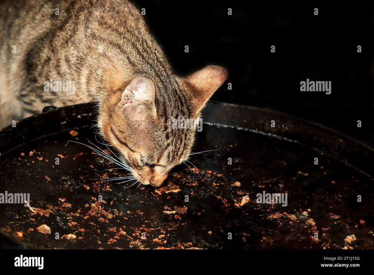 Big cats dinner hi-res stock photography and images - Alamy