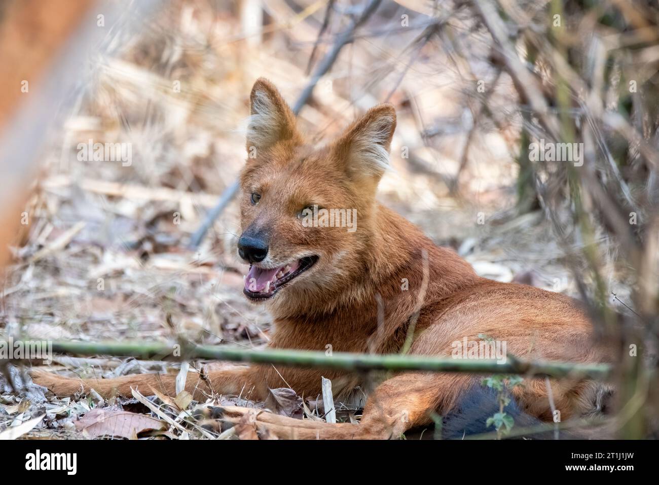 An indian wild dog aka Indian Dhole relaxing next to its kill inside ...