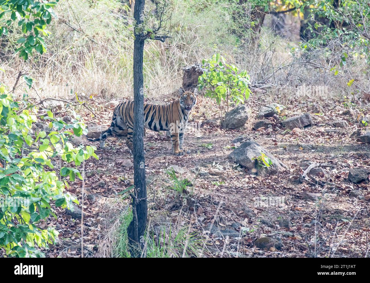 A sub-adult tiger walking towards the waterhole on a hot summer ...