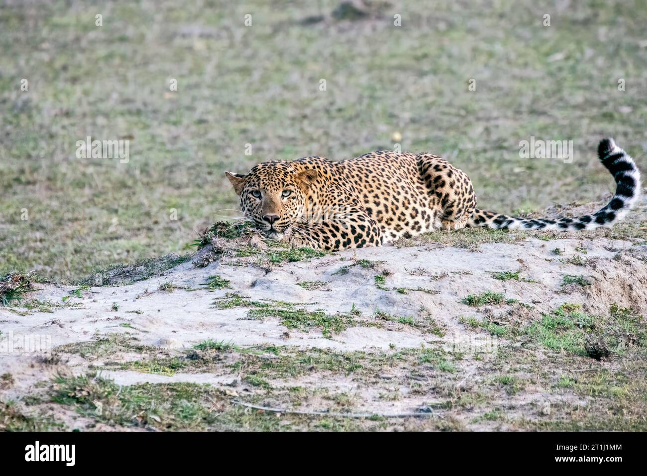 Indian leopard tadoba national park hi-res stock photography and images ...