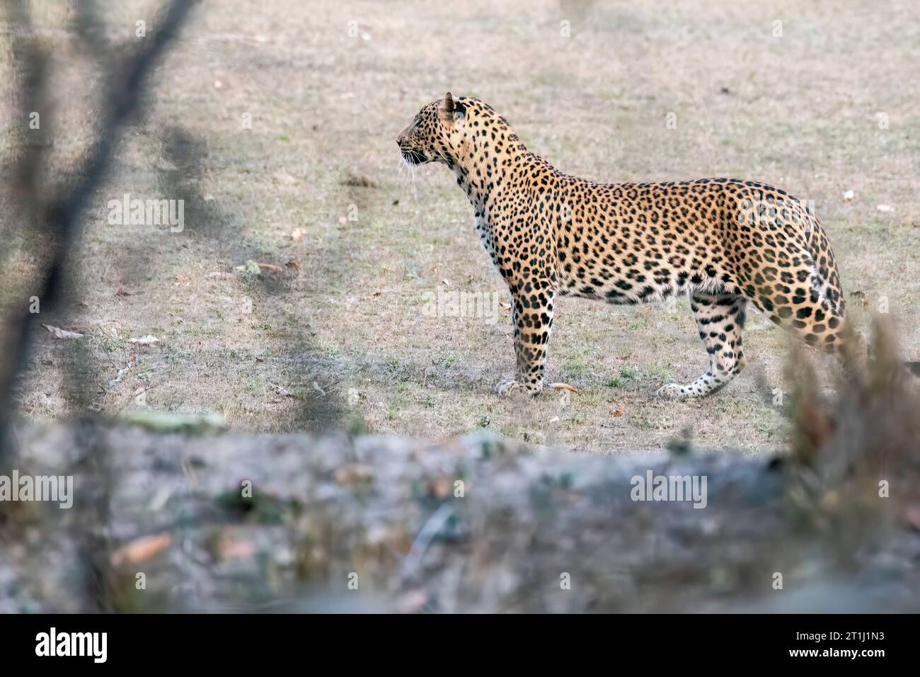 A leopard sitting in a stalking position on the buffer area of ...