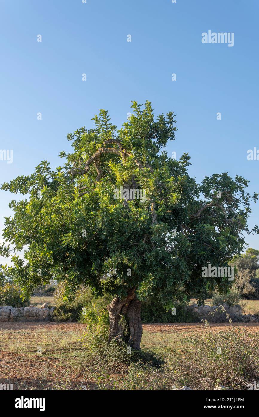 Field of carob trees, Ceratonia siliqua, in the interior of the island ...
