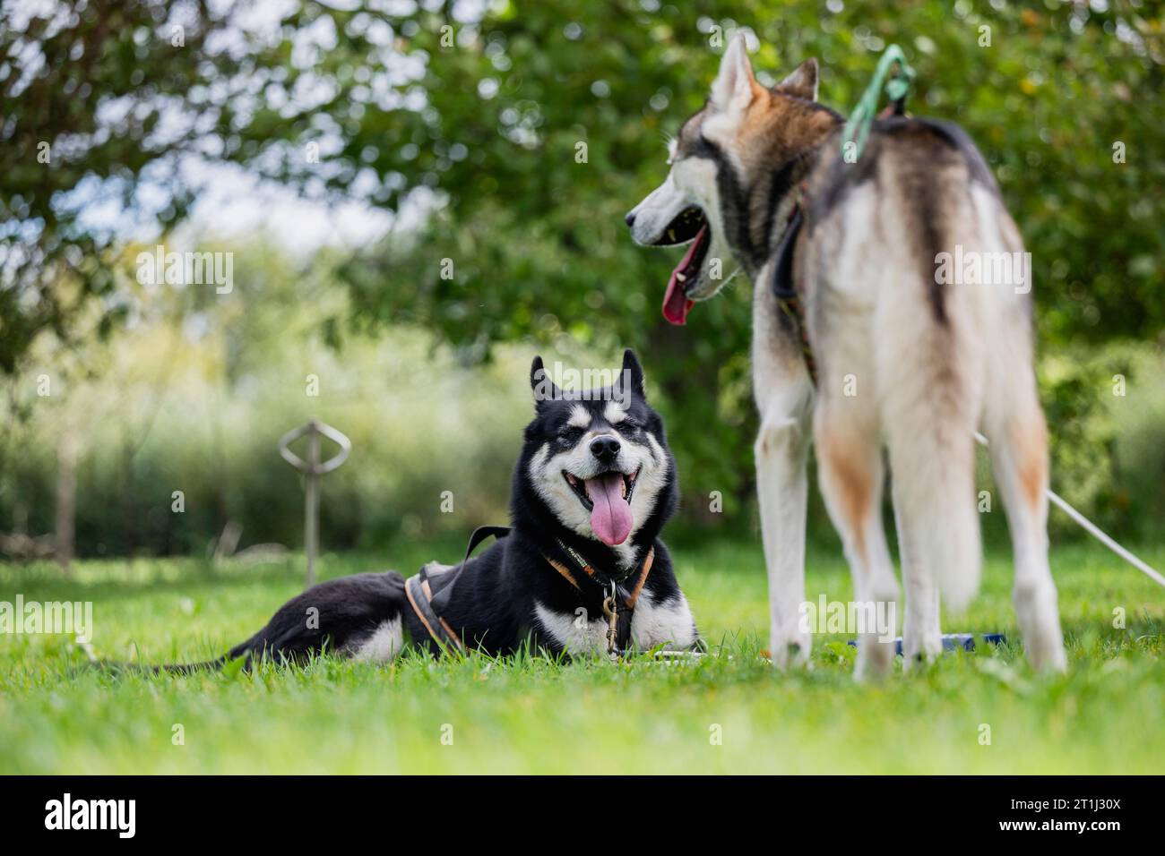 Drei Gleichen, Germany. 14th Oct, 2023. The Siberian Huskies Geordie (5 ...