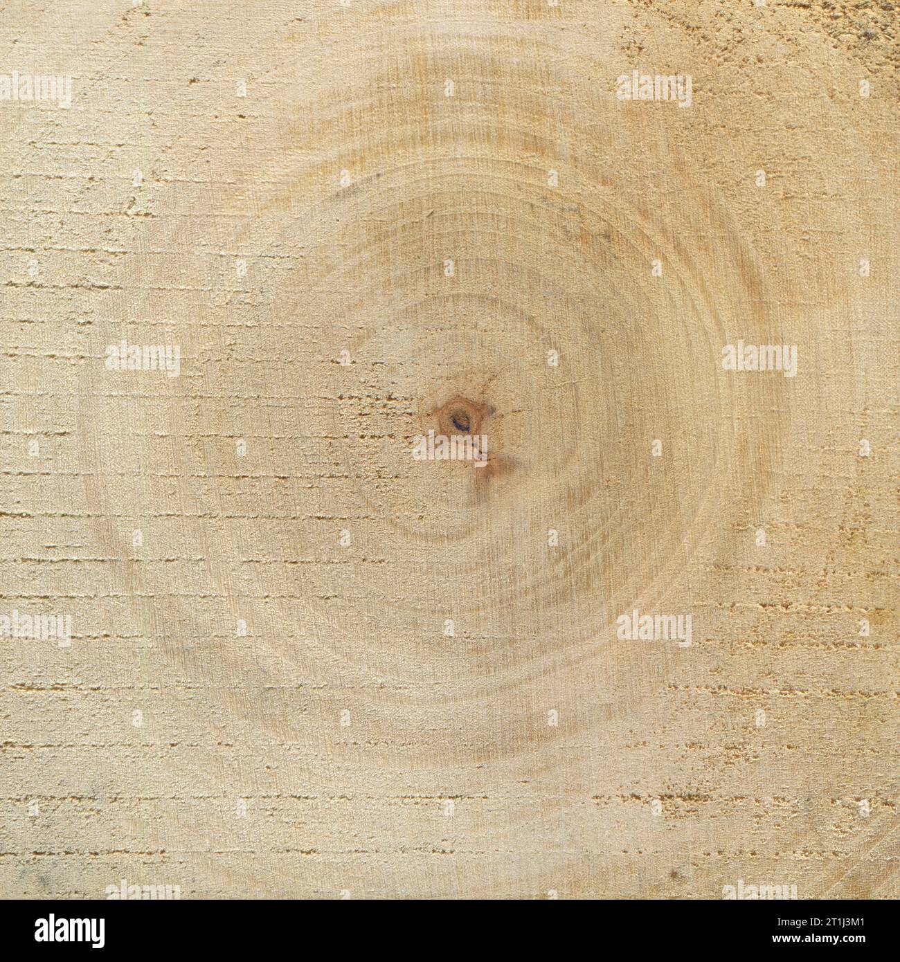 Wood grain texture, walnut wood log, isolated on black background Stock ...