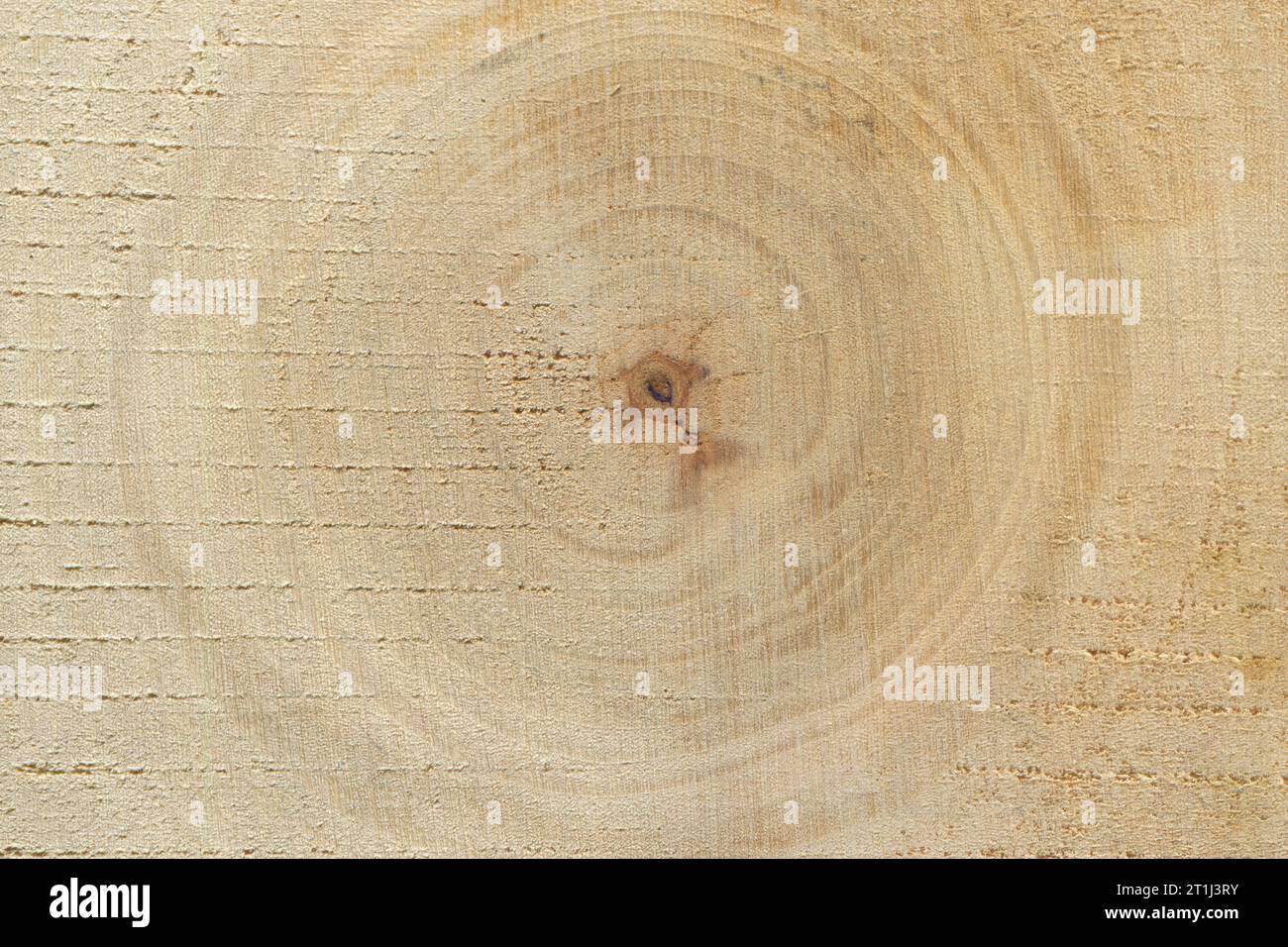 Wood grain texture, walnut wood log, isolated on black background Stock ...