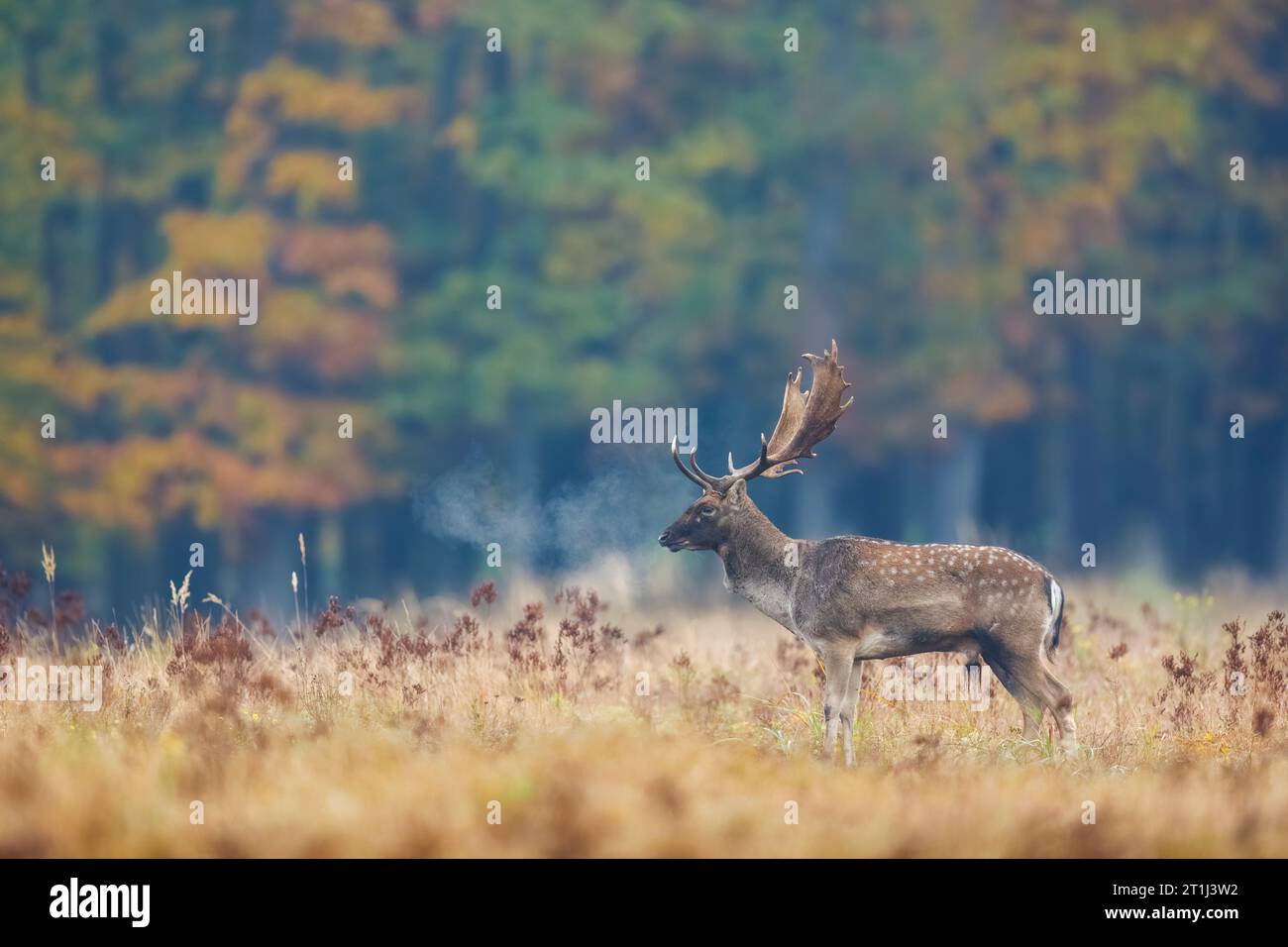 Fallow deer, Dama dama, rutting area , rutting season, male, Germany ...