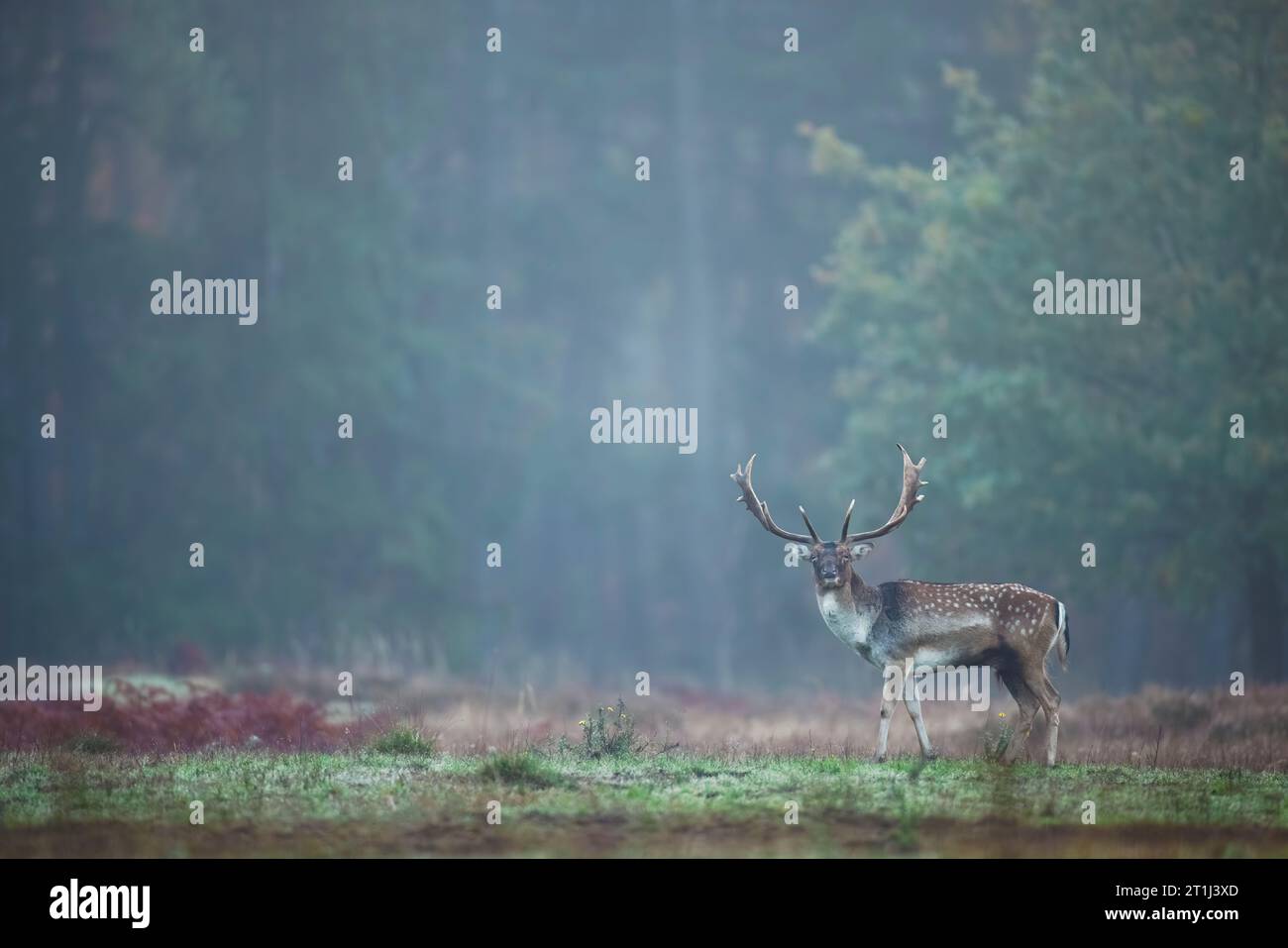 Rutting season fallow deer hi-res stock photography and images - Alamy