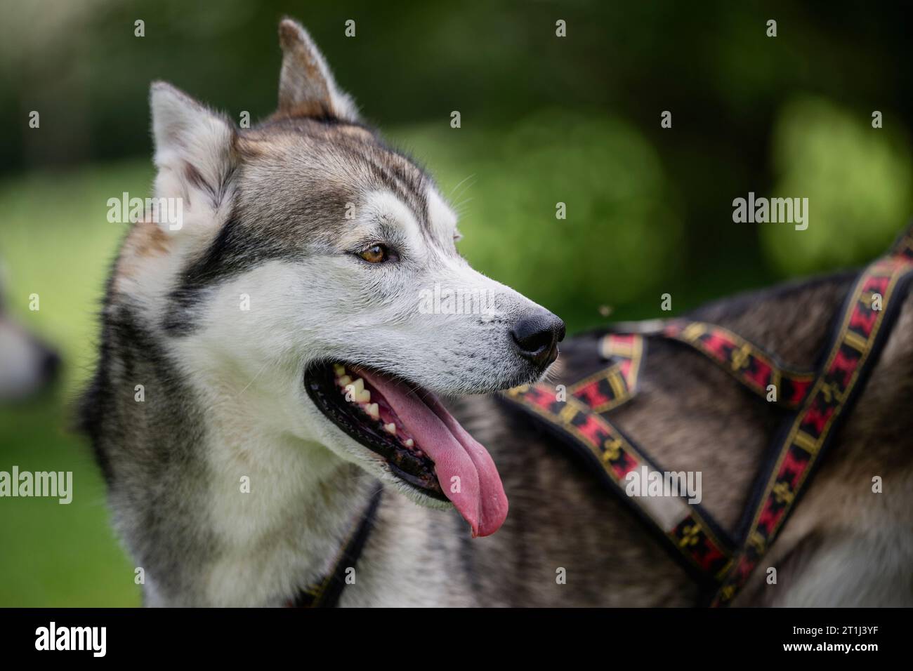 Drei Gleichen, Germany. 14th Oct, 2023. The Siberian Husky Geordie (5 ...