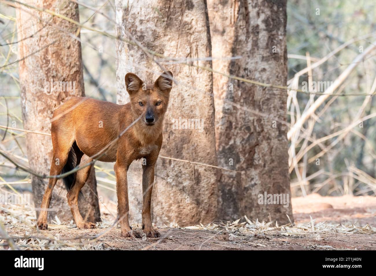 An indian wild dog aka Indian Dhole relaxing next to its kill inside ...