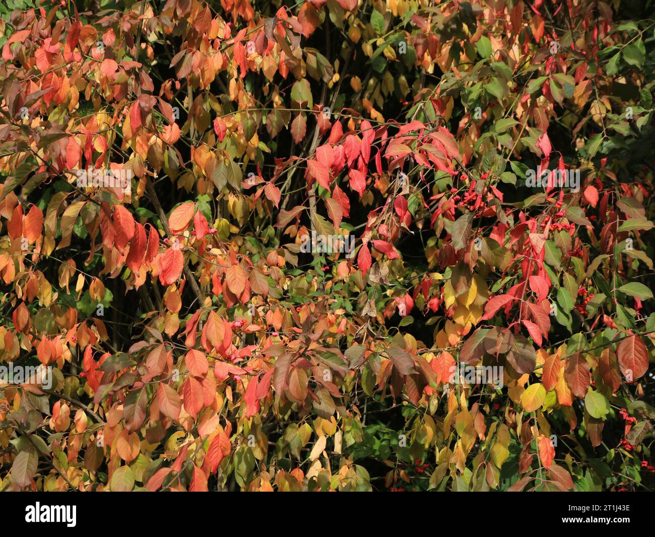 Colorful leaves of a Euonymus Europaeus scrub Stock Photo - Alamy
