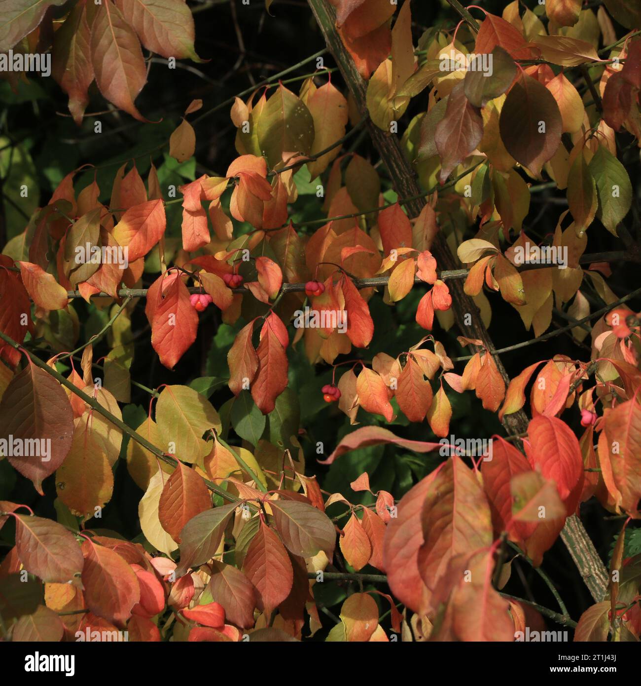 Multi colored leaves of a Euonymus Europaeus scrub Stock Photo - Alamy