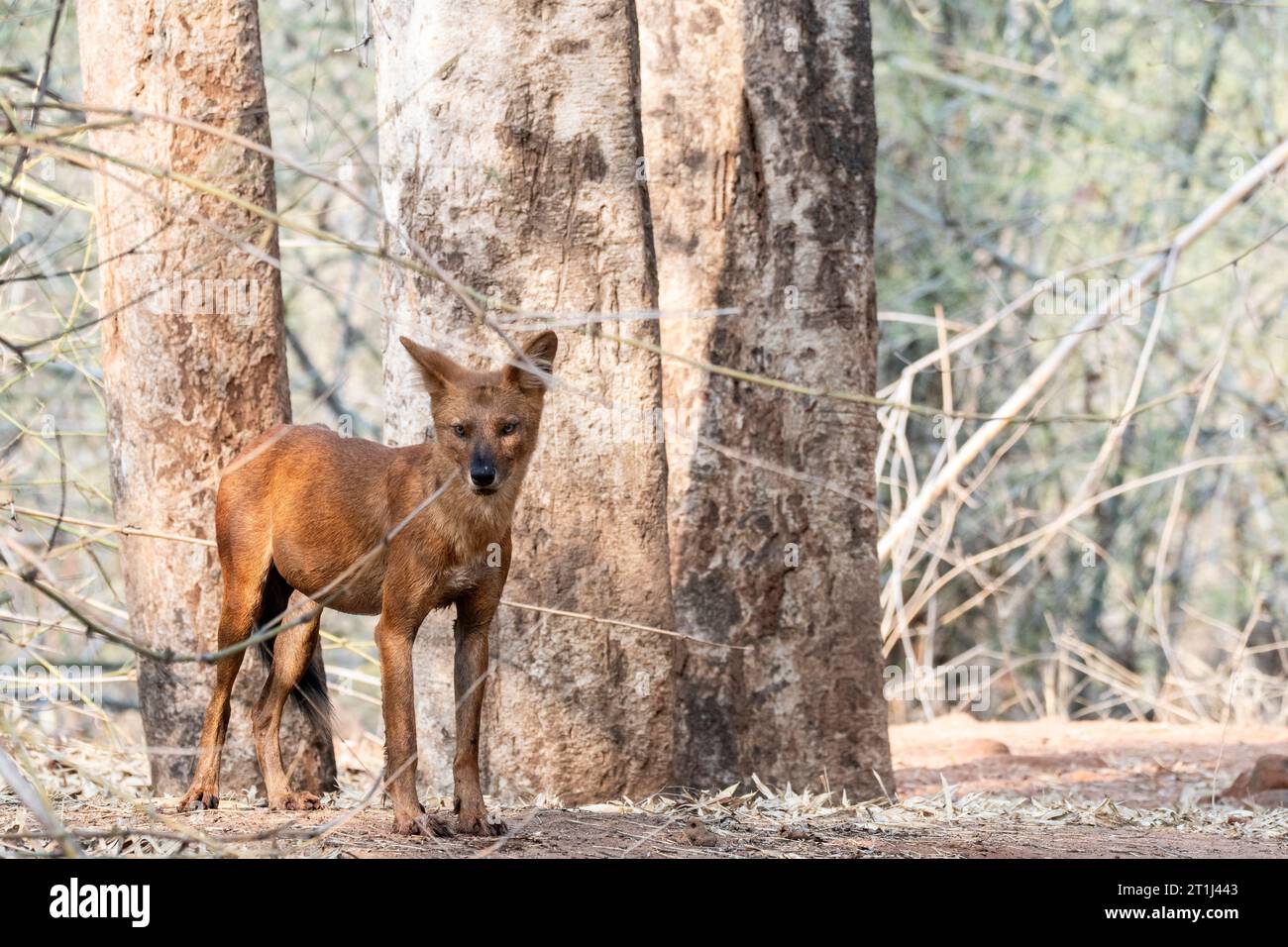 An indian wild dog aka Indian Dhole relaxing next to its kill inside ...
