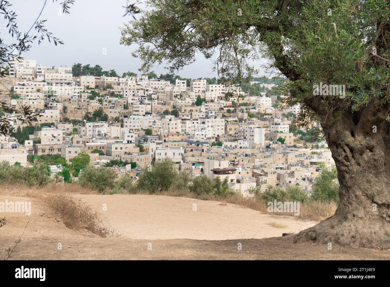 View of Hebron city with an ancient olive tree on the foreground Stock ...