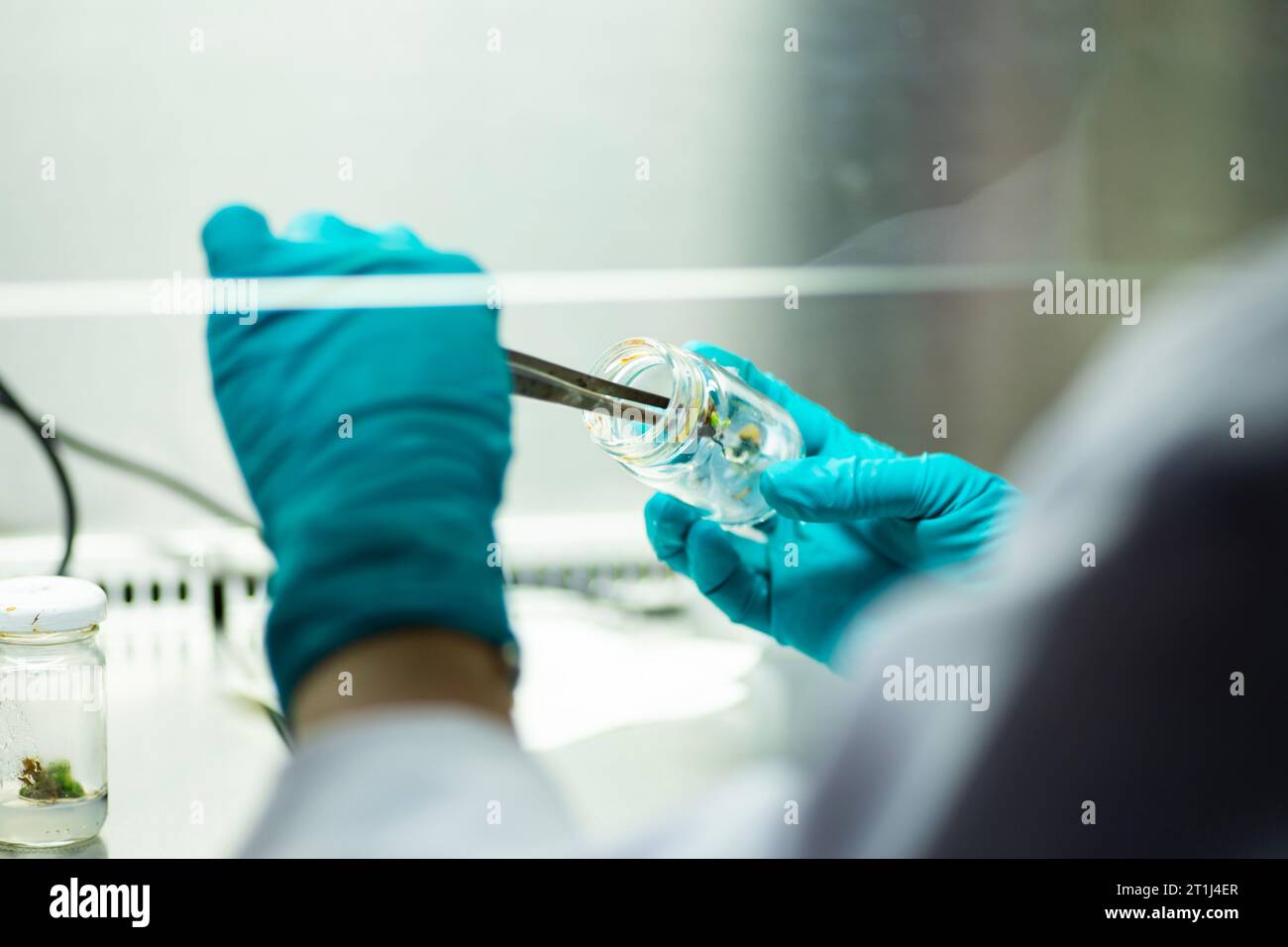 A scientist working in a laboratory, conducting agricultural research ...