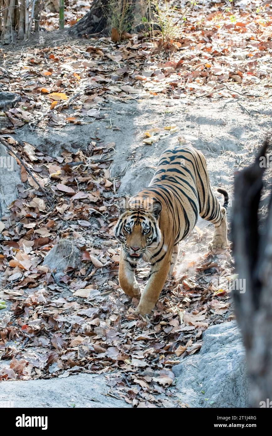 A dominant tigress exploring its territory by crossing the safari track ...
