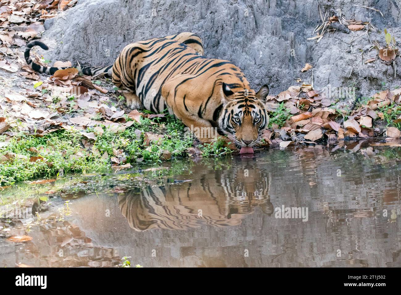 A sub-adult tiger drinking water from a waterhole with its reflection ...