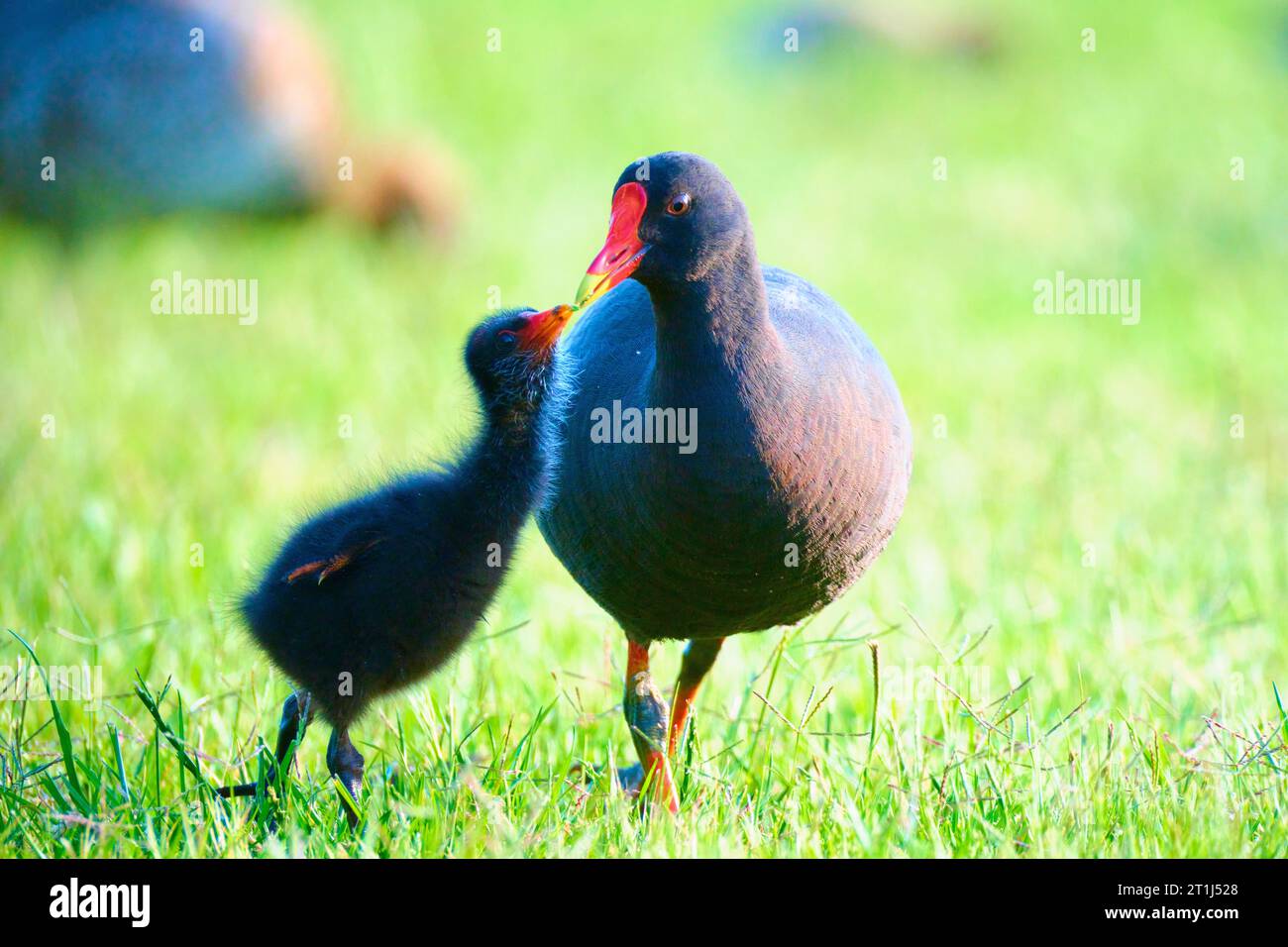 An adult Dusky Moorhen, Gallinula tenebrosa, feeding a chick seeds in ...