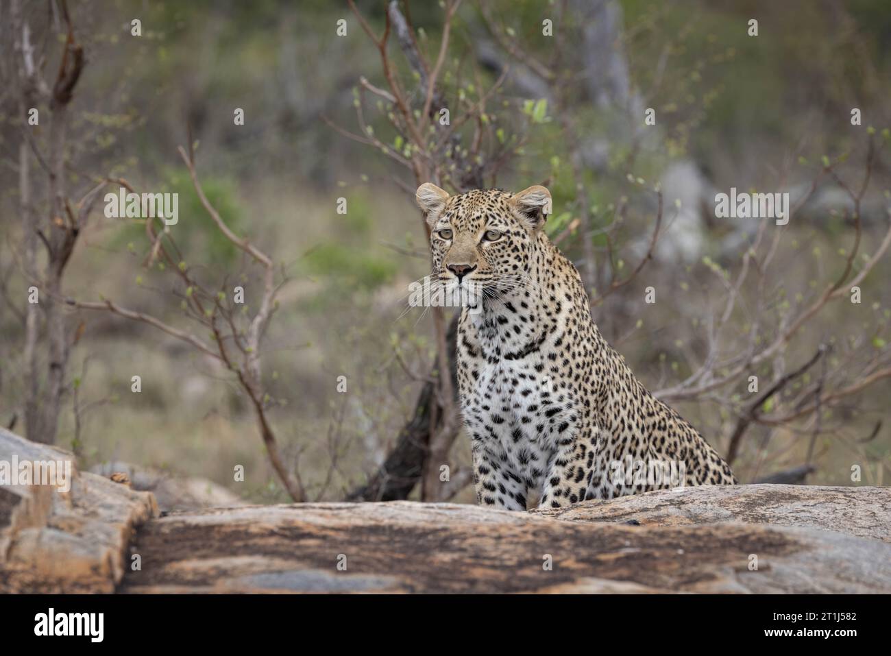 Female Leopard walk in her territory South Africa Stock Photo - Alamy