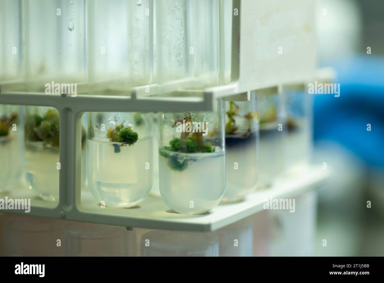 A laboratory with glass containers filled with various plant tissue ...