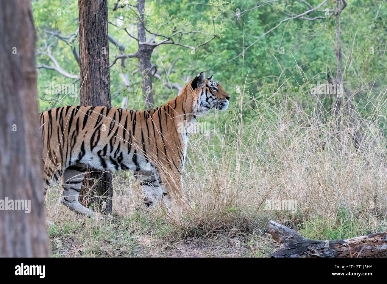 A dominant tigress exploring its territory by crossing the safari track ...