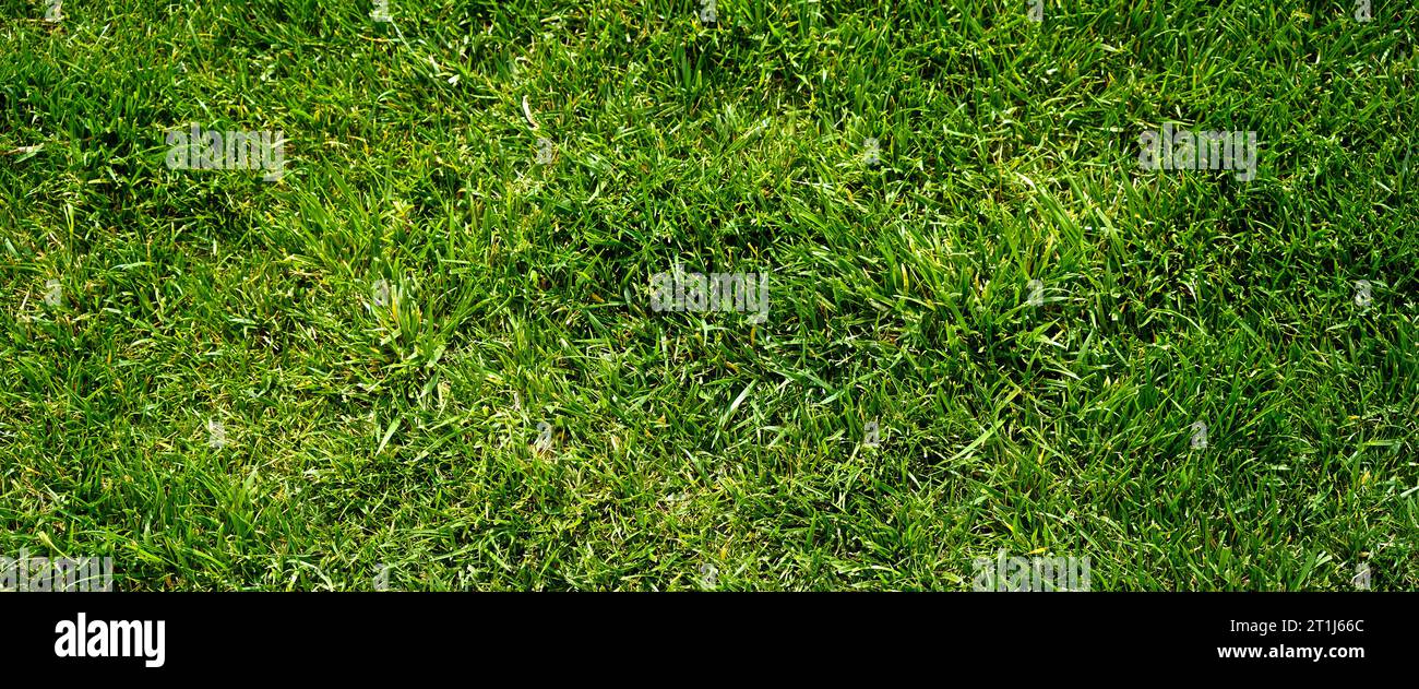 Green grass nature background, natural texture of plant in close-up ...