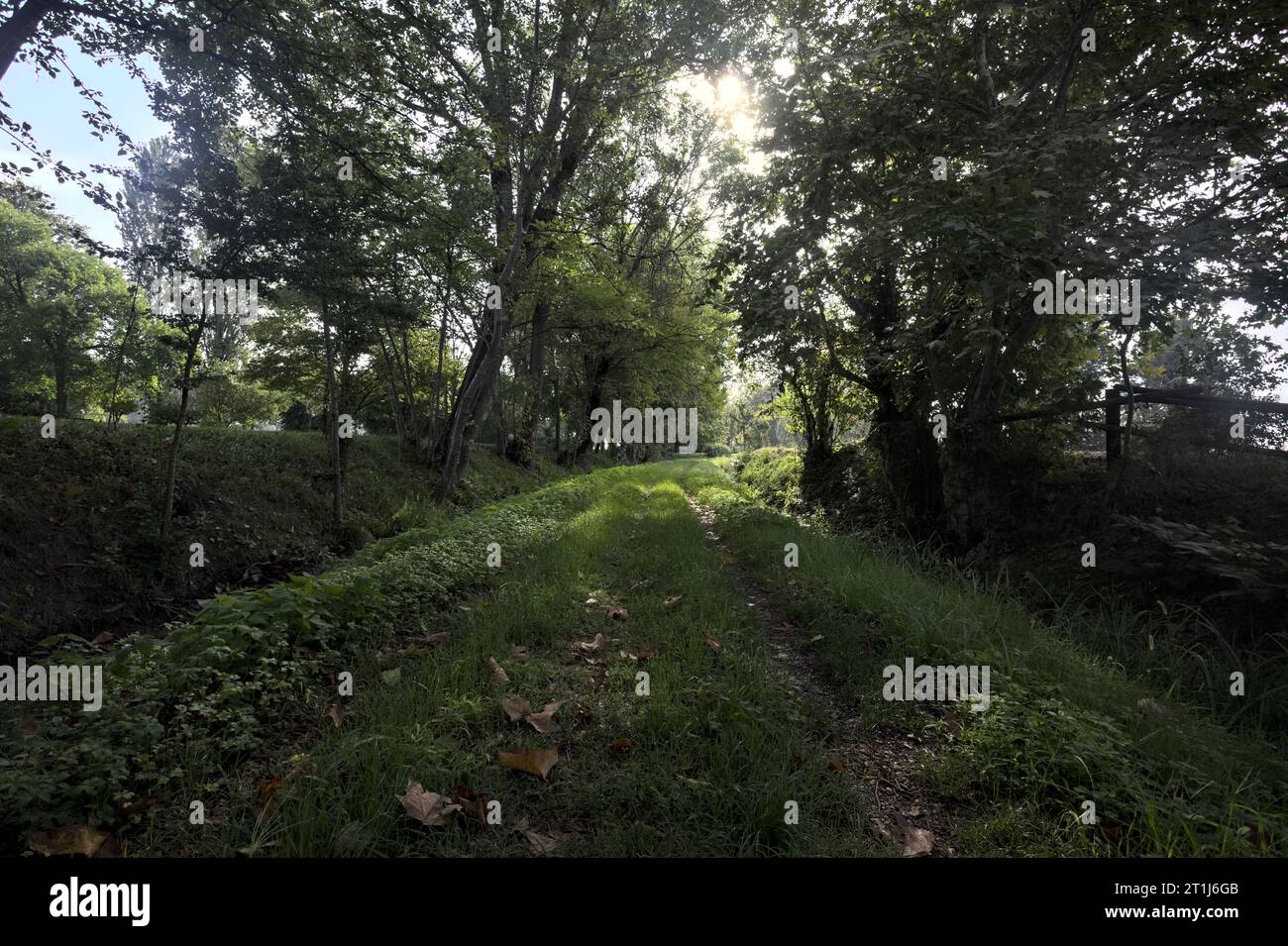 Grass path bordered by trenches with water in a grove with trees ...