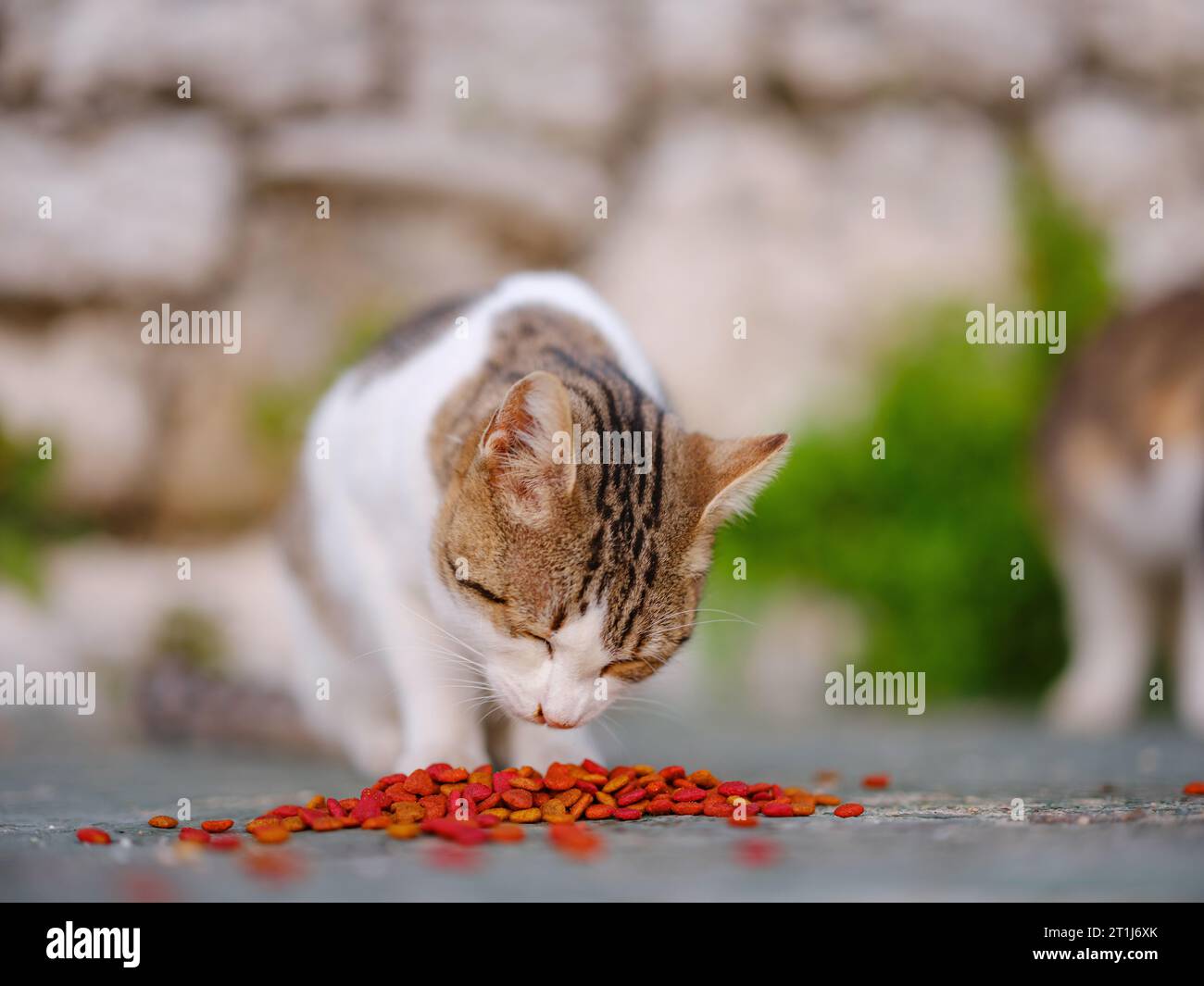 cats of Turkey, small resort town of Side with ancient Greek ruins ...