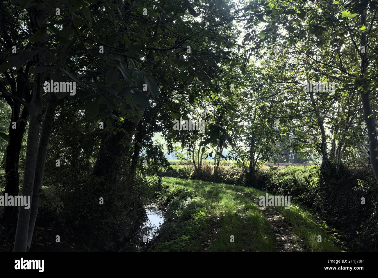 Grass path bordered by trenches with water in a grove with trees ...